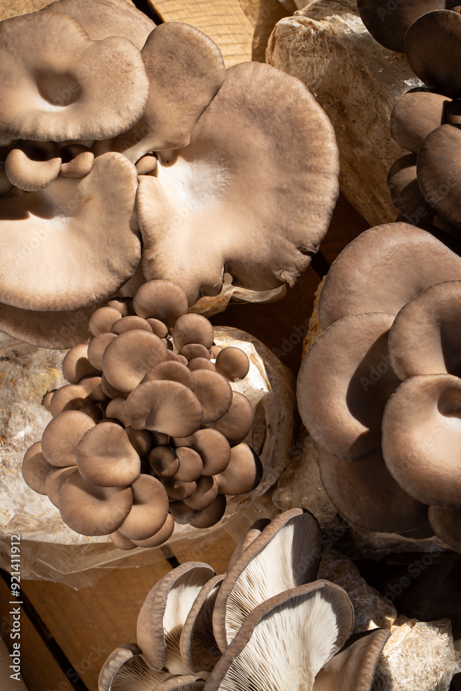 hongos comestibles / gírgolas Stock Photo | Adobe Stock