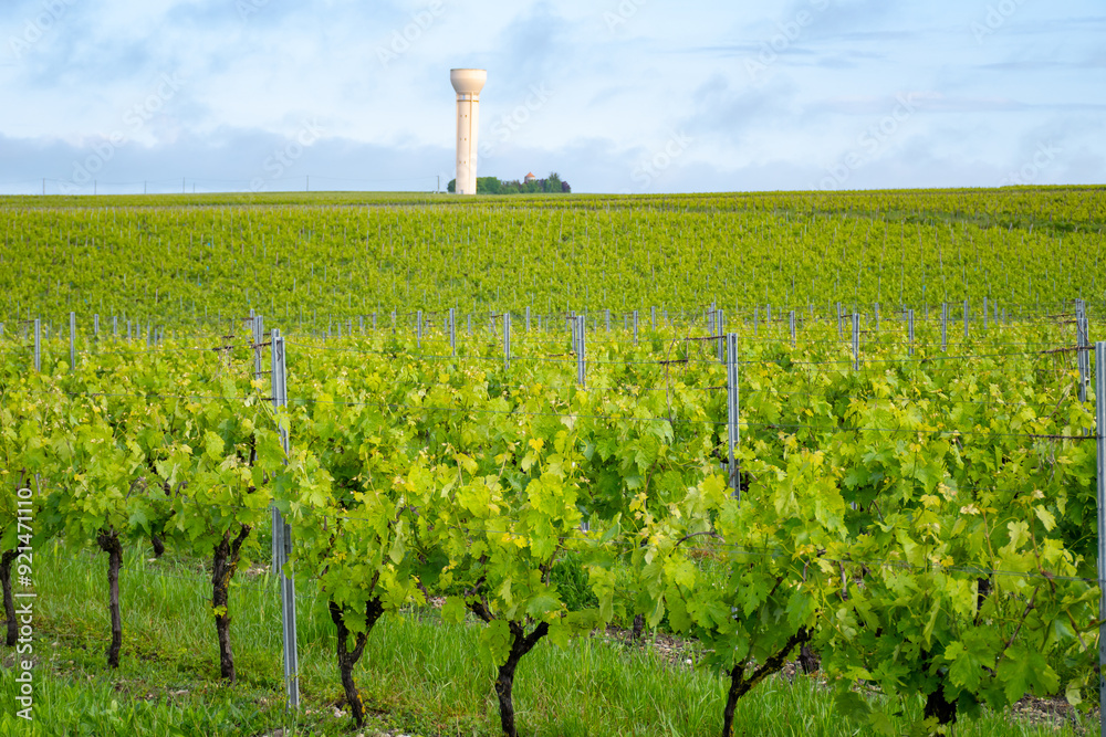 Summer on vineyards of Cognac white wine region, Charente, white ugni ...
