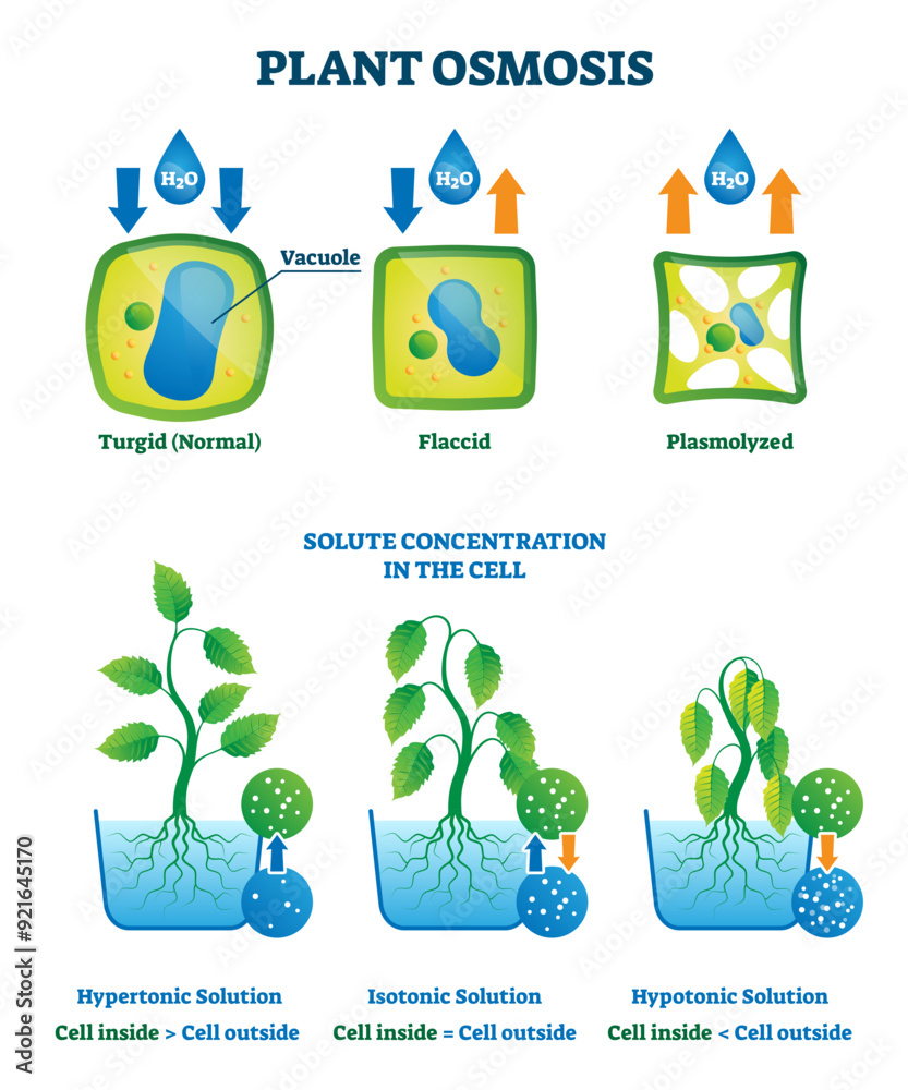 Plant osmosis illustration, transparent background. Cell water ... Plant osmosis illustration, transparent background. Cell water ...