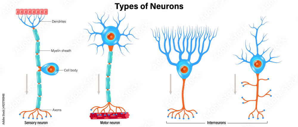 Types of neurons vector. Sensory neuron, Motor neuron and Interneurons ...
