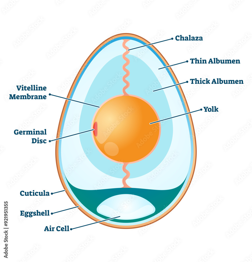 Egg structure illustration, transparent background. Labeled educational ...