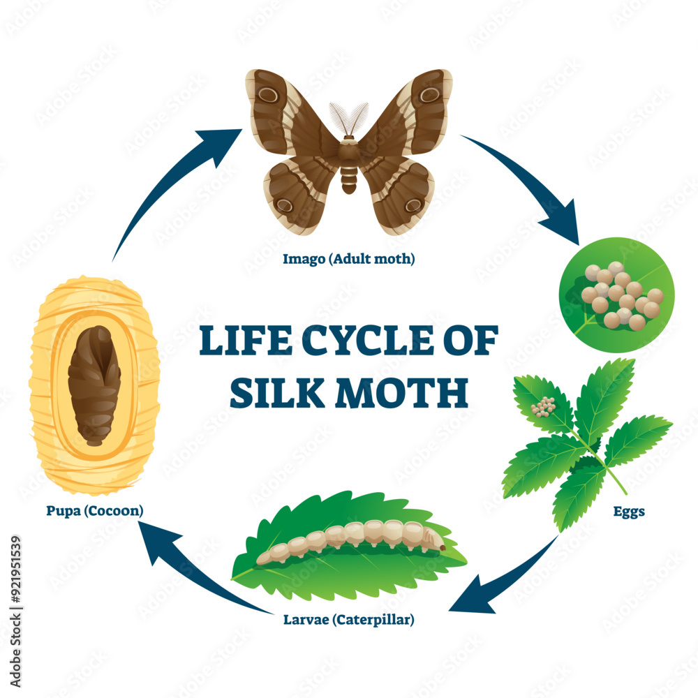 Silk moth life cycle illustrated diagram, transparent background ...