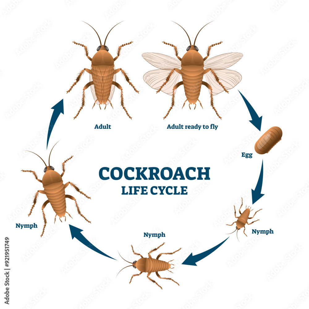 Cockroach life cycle diagram, illustration scheme with labeled ...