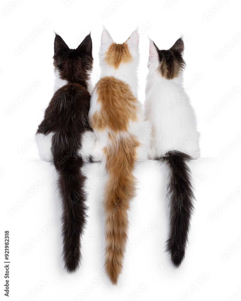 Bicolor, Harlequin and Van Maine Coon cat kittens, sitting together ...
