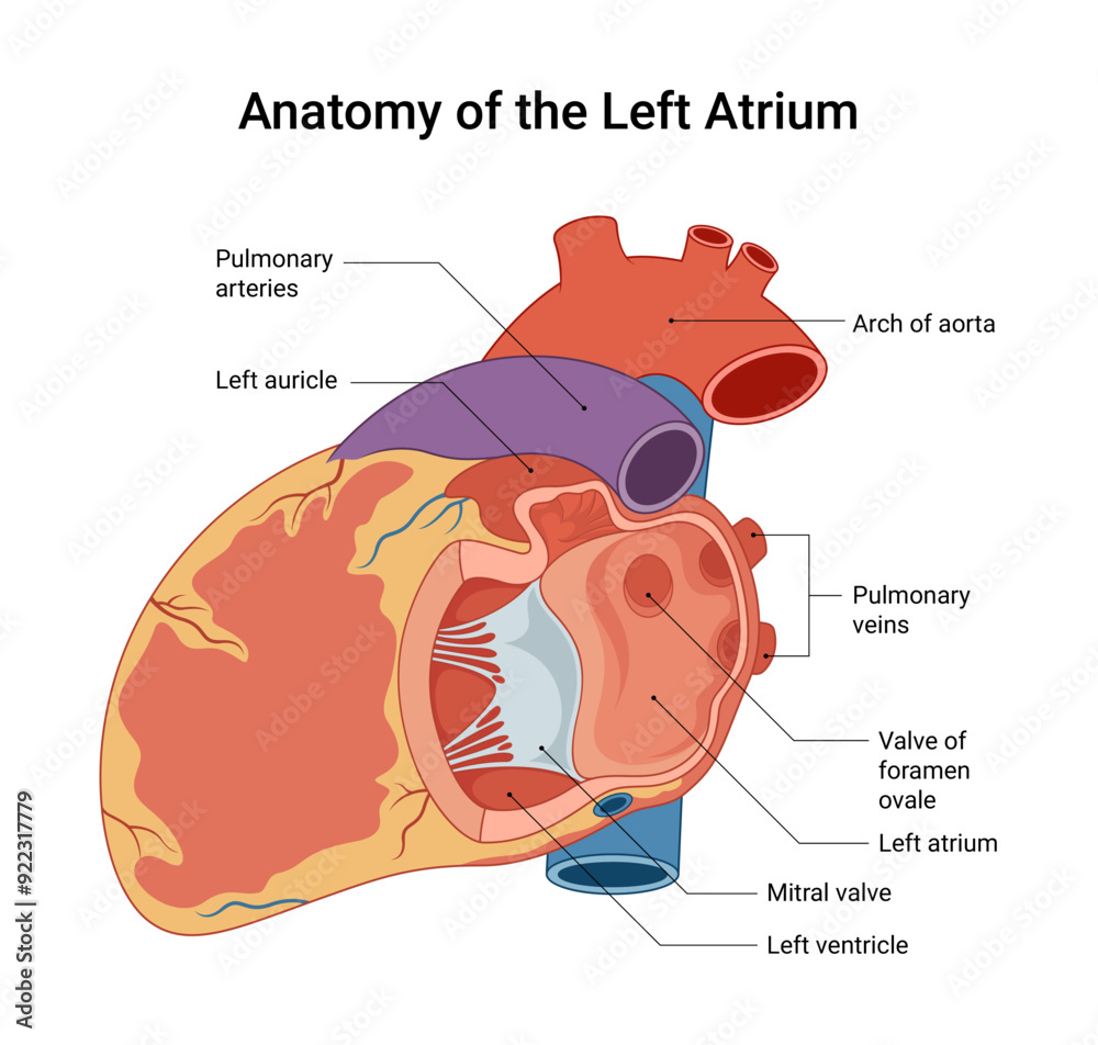Anatomy of the Left Atrium Stock Vector | Adobe Stock