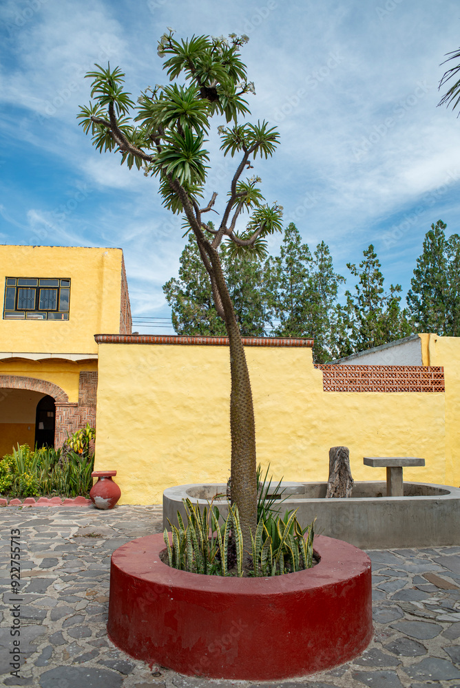 arbol, jardin, patio, hacienda, parroquia san juan evangelista, templo ...
