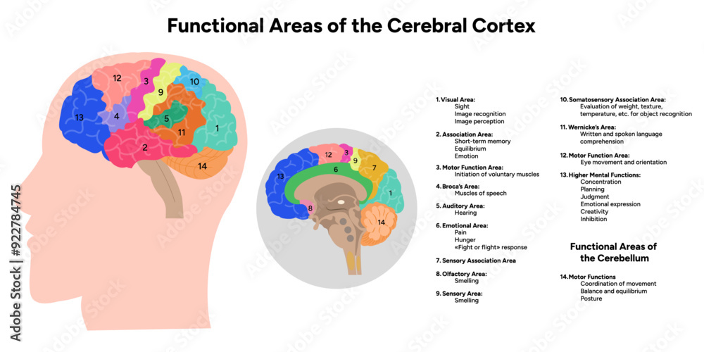 Vector de Stock Diagram of functional areas of cerebral cortex human ...