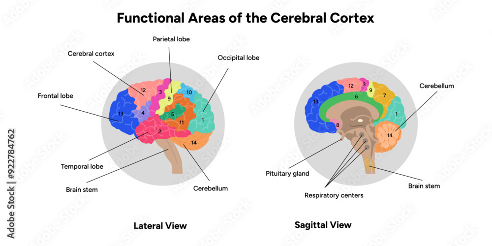 Vector de Stock Diagram of functional areas of cerebral cortex human ...
