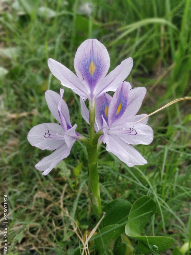 Pontederia crassipes, commonly known as common water hyacinth, is an ...