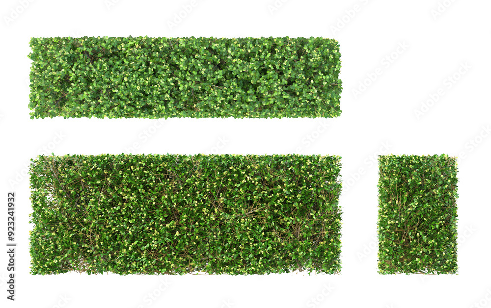 boxwood hedges front view, top view, side view isolated on white ...