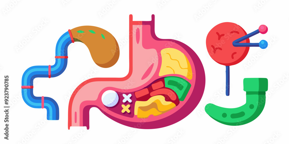 3D stomach vector set, esophagus icon kit, anatomy medical illustration ...