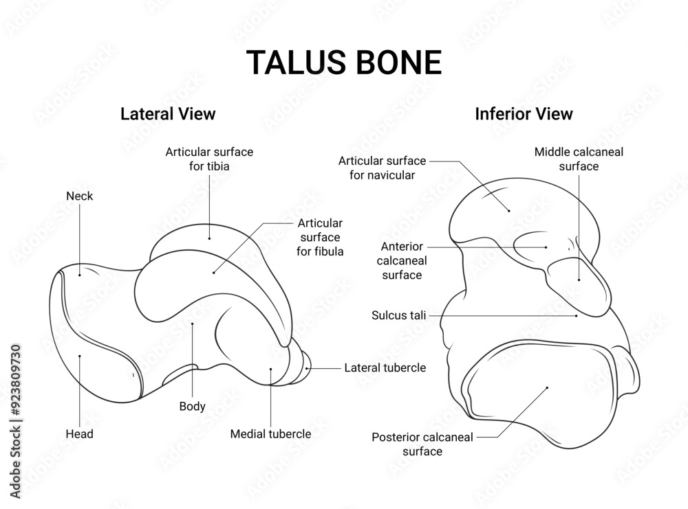 Anatomy of Talus Bone Lateral View and Inferior View in Line Style ...