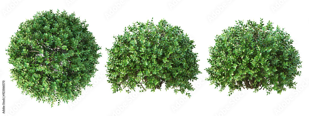 boxwood sphere hedges front view, top view, side view isolated on white ...