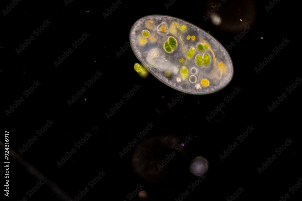Study of Protozoa and Algae under the microscope for education. Stock ...