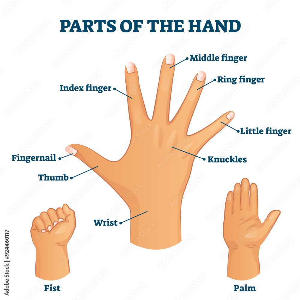 Parts of the hand vocabulary illustration, transparent background ...