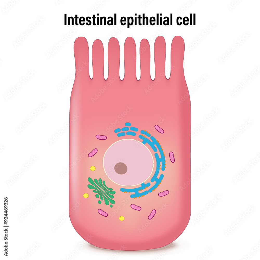 Intestinal epithelial cell. Infographics enterocyte. Columnar ...