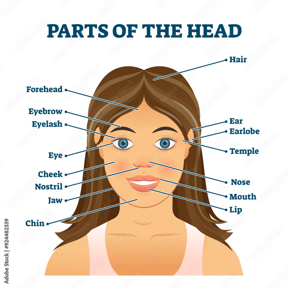 Parts of the head for english vocabulary words education illustration ...