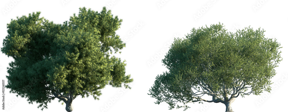 Set of Juniperus oxycedrus (Cade, cade juniper, prickly juniper ...