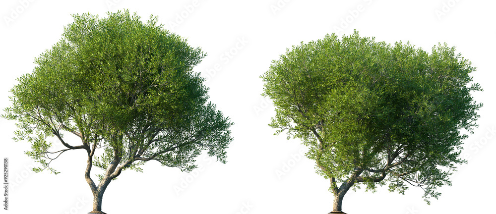 Set of Pistacia lentiscus (also lentisk or mastic) frontal set street ...