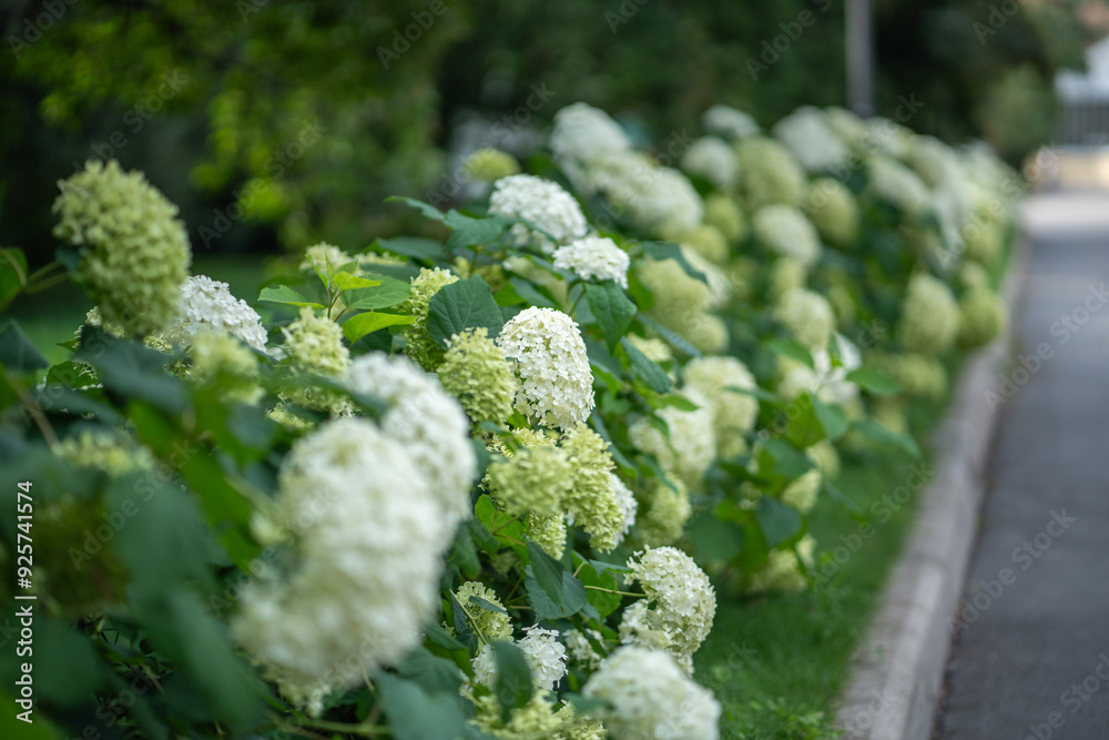 Hydrangea inflorescence grow in row on street bounded by border ...