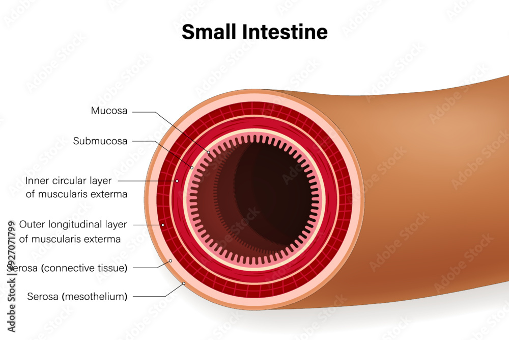 Small intestine. Cross section of human intestinal jejunum. Digestive ...