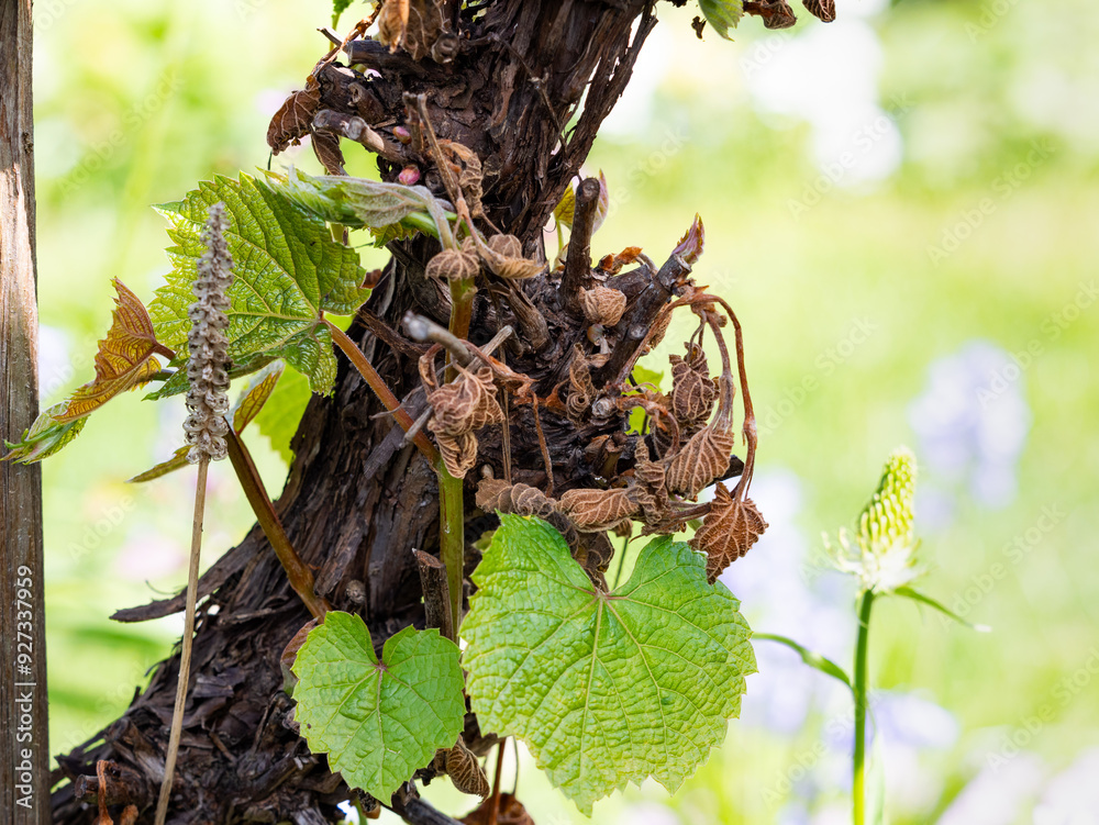 Dried out leaves due to frost damage in the early spring season. Cold ...