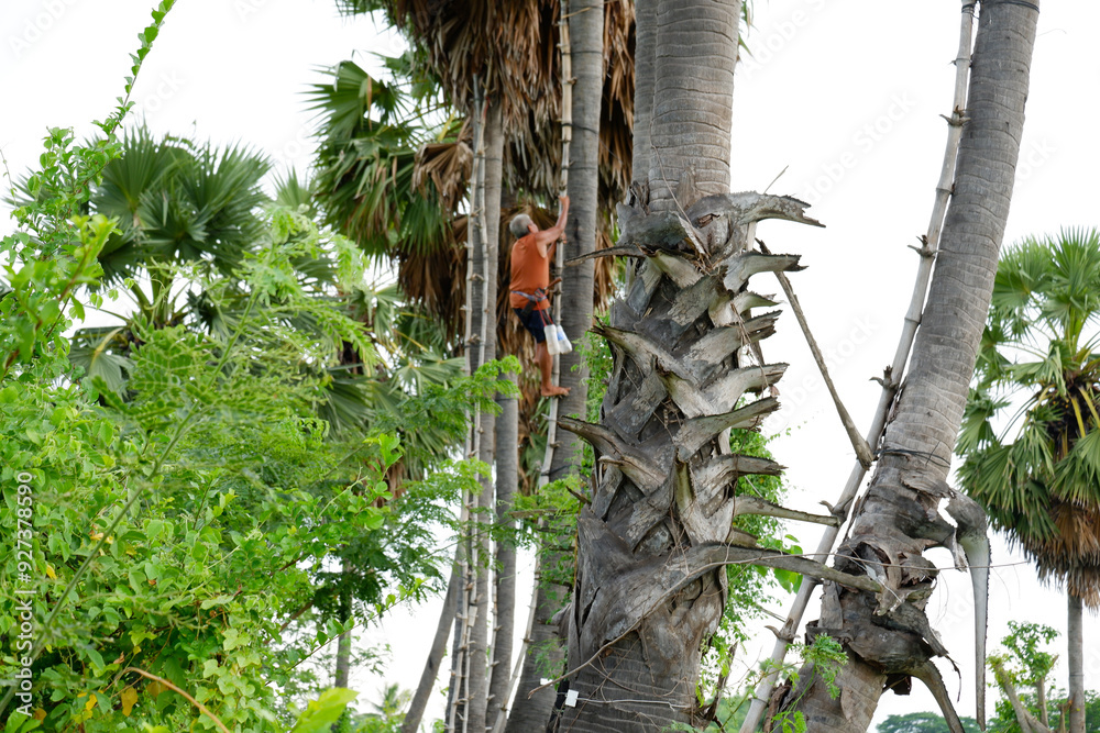 An old man is climbing a palm tree to collect fresh palm sugar to make ...