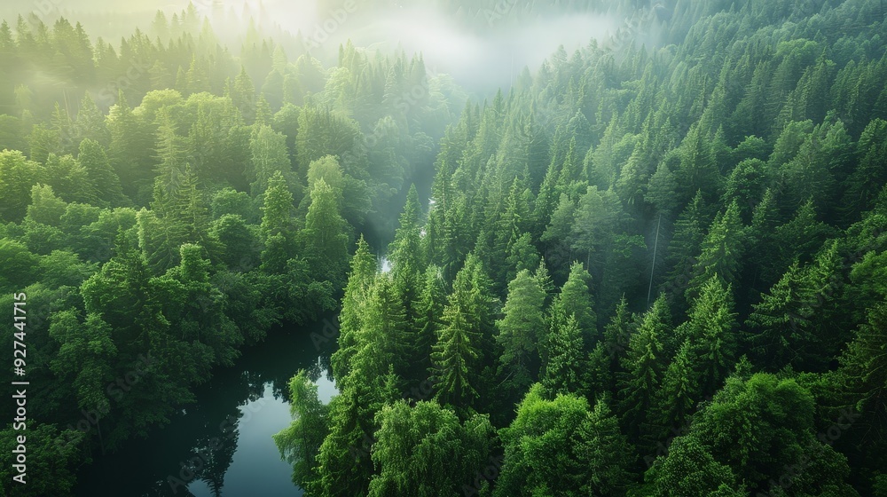 Explore the concept of forest ecosystems as carbon sinks. How do ...