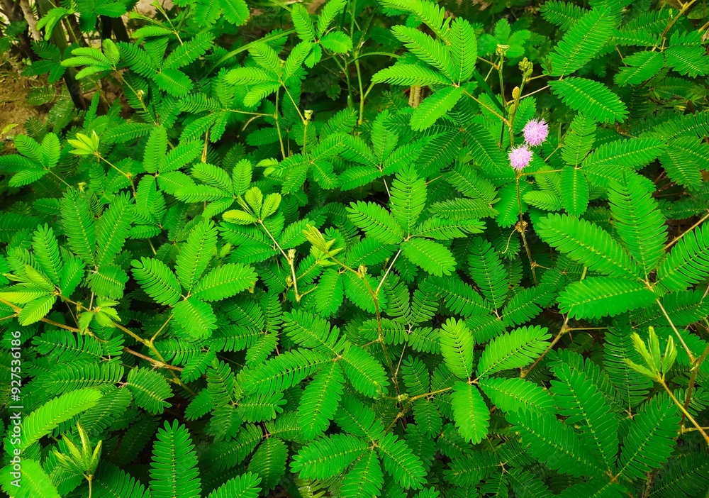 Shy plant. Mimosa pudica is a creeping flowering plant. The sensitive ...