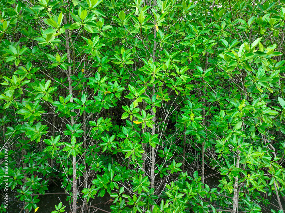 Green mangrove forest. Mangroves trees capture CO2. Natural carbon ...