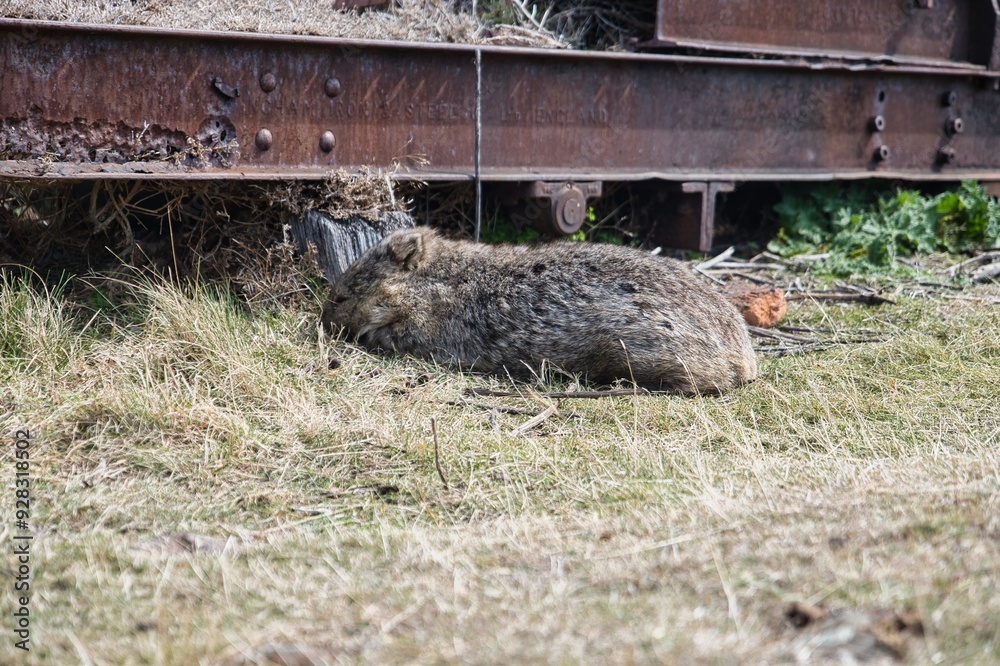Sleeping wombat next to an old rusted vehicle. Cute little wombat on ...