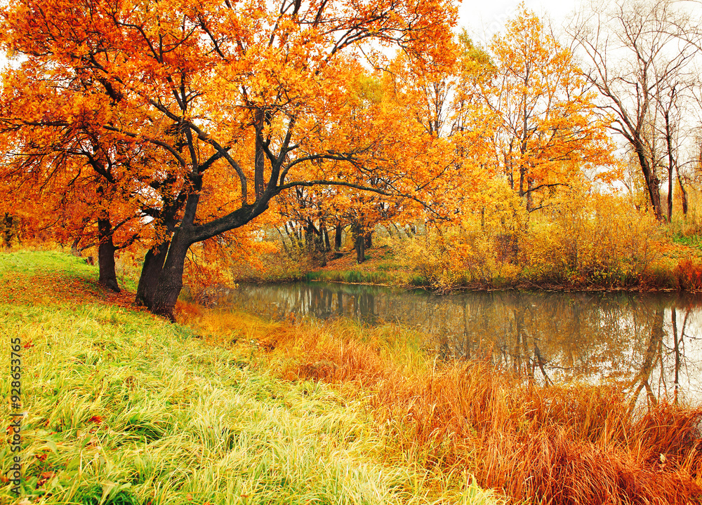 Autumn forest landscape. Old yellowed oak trees near the forest river ...