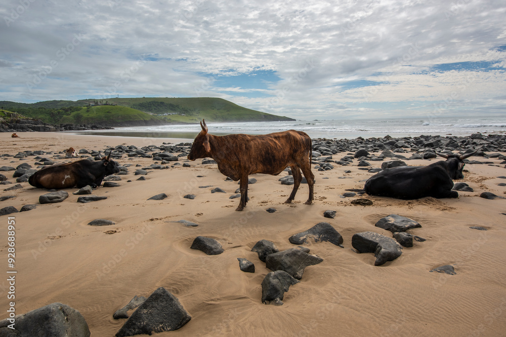 Transkei in the Eastern Cape of South Africa, you see Xhosa beach ...