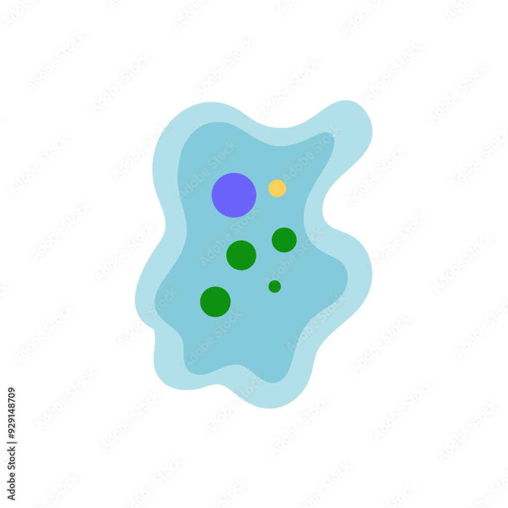 Binary fission in amoeba. Vector educational illustration. Reproduction ...