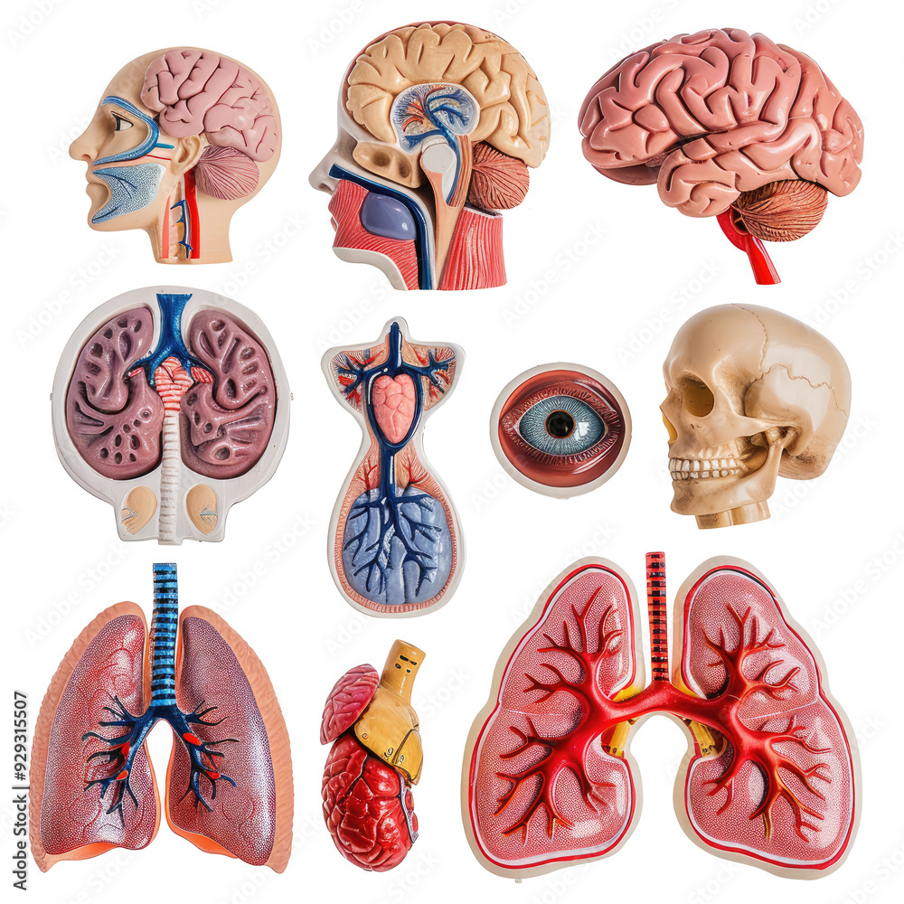 collection of human head cross section, lungs and eyeball anatomy ...