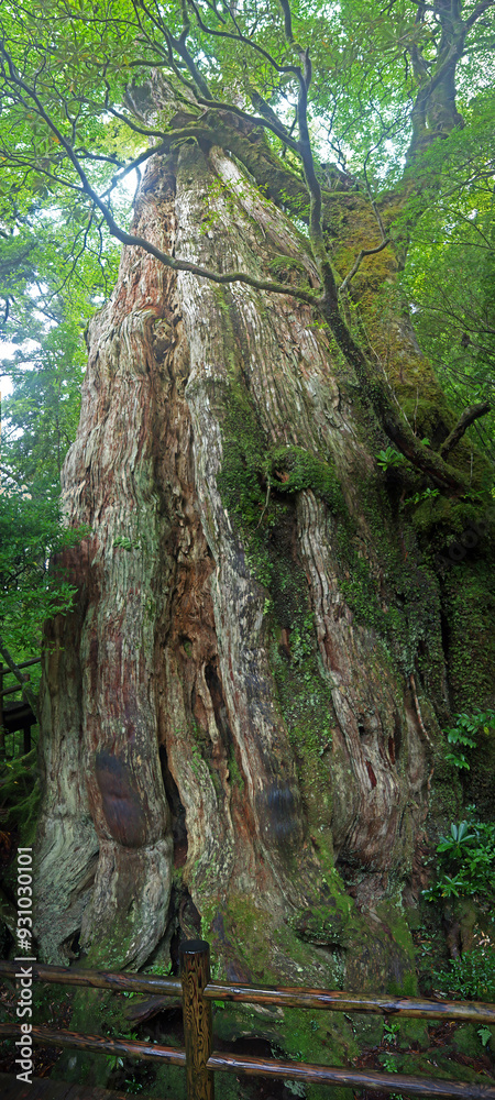 relic, bark, beautiful, big, buddhasugi, cedar, cypress, destination ...