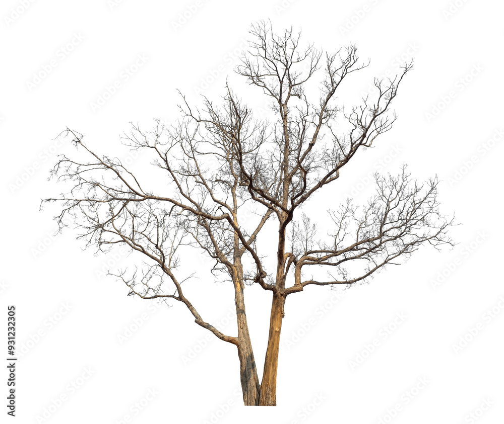 Dead treeisolated on transparent background with clipping path and ...