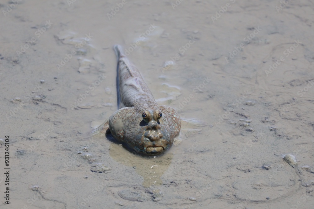 Mudskipper at the sea Mudskippers are amphibious fish in the family ...