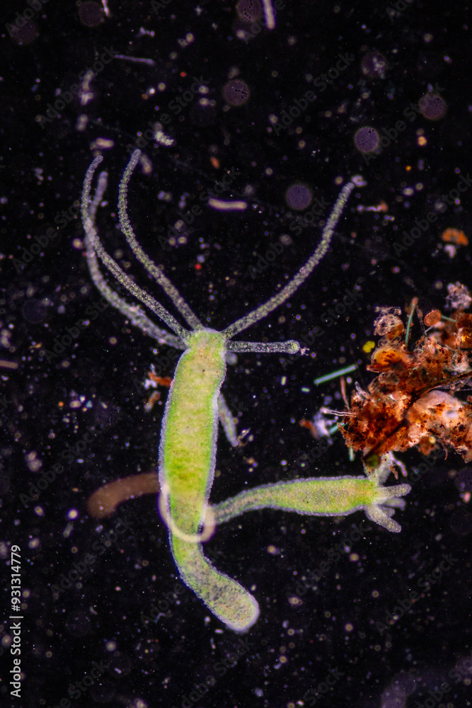 Hydra is a genus of small, fresh-water animals of the phylum Cnidaria ...