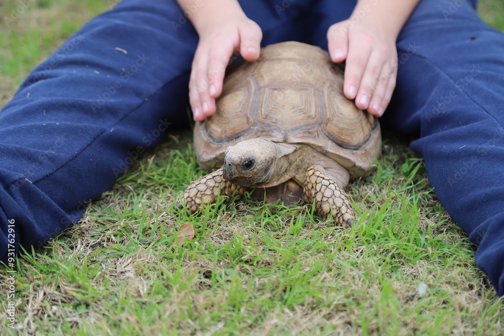 Child playing in the garden with his turtle. Kid with his animal ...