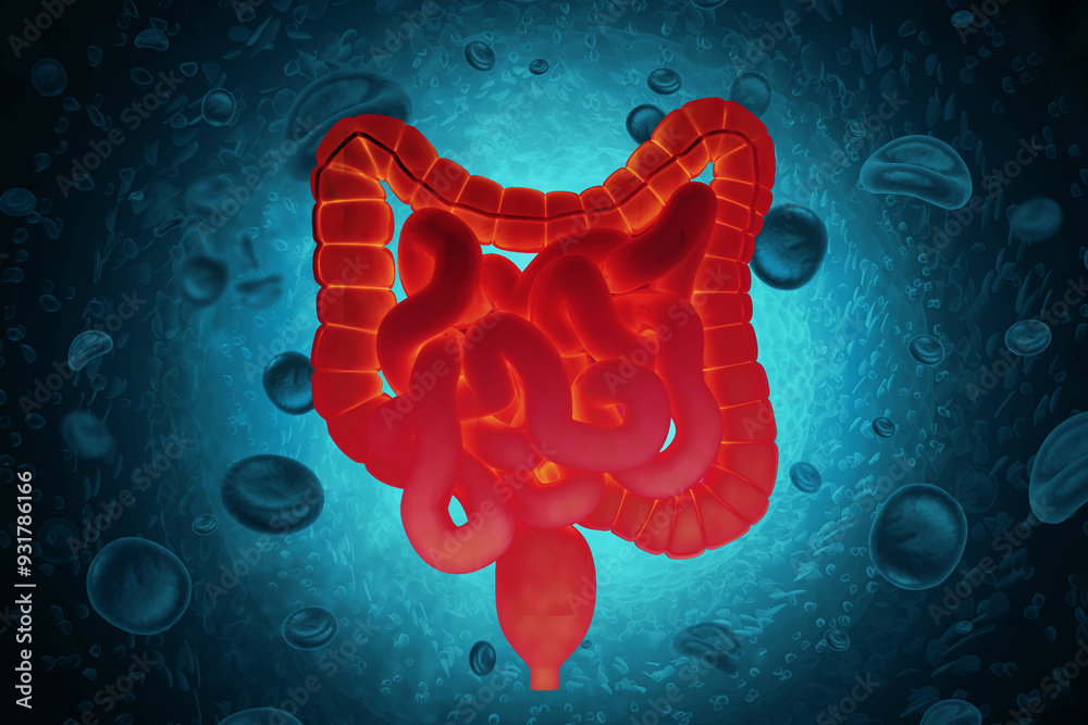 Anatomy of human colon, digestive system, Abdominal arteries system. 3d ...