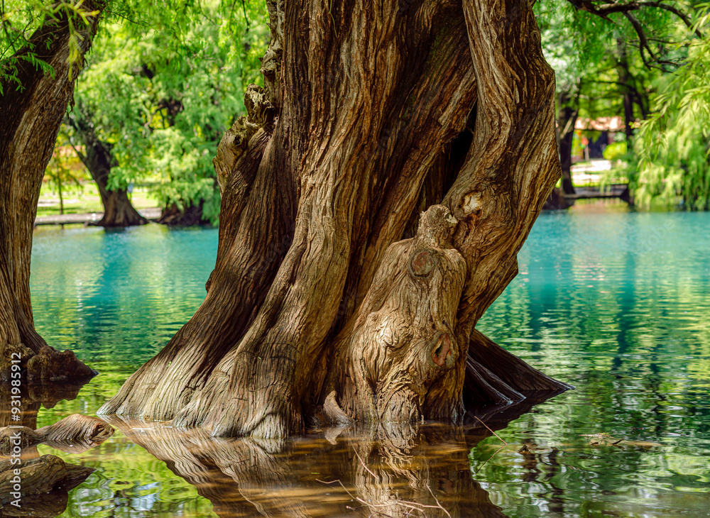 arboles, raices de arbol, camecuaro, michoacan, naturaleza, agua, Lago ...