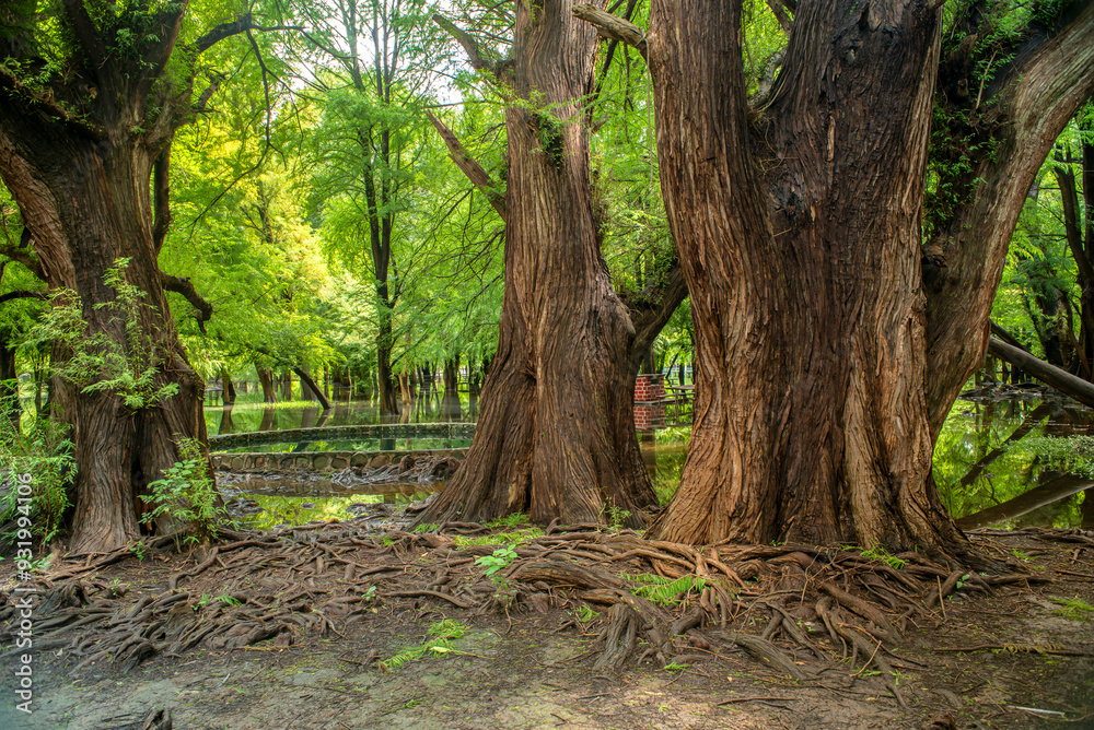 arboles, raices de arbol, camecuaro, michoacan, naturaleza, agua, Lago ...