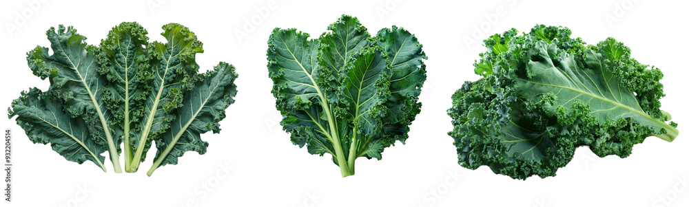 Three distinct types of fresh green kale leaves arranged together ...