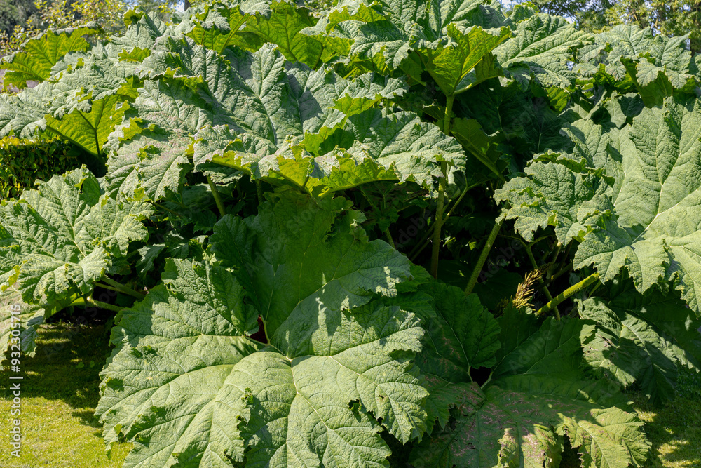 Selective focus giant green leaves of Gunnera tinctoria, Chilean ...