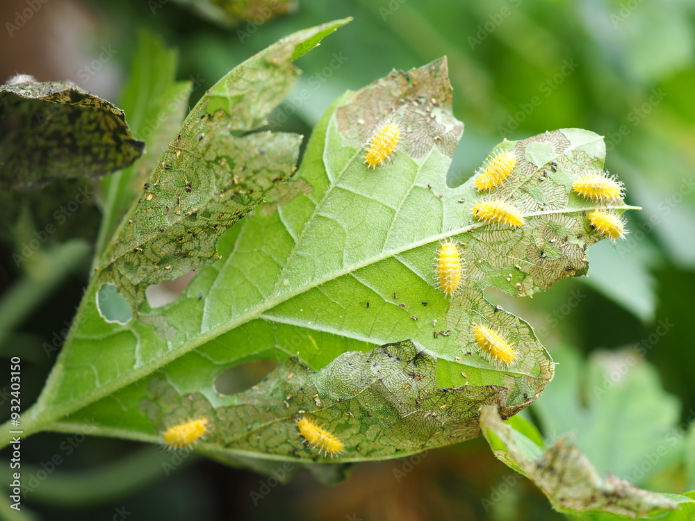 Squash lady beetle larvae on bitter gourd leaves caused by leaf miner ...