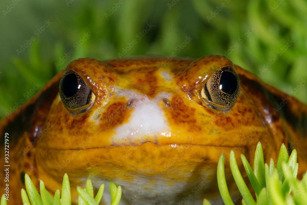 Tomato Frog, Madagascar tomato frog, crapaud rouge de Madagascar ...