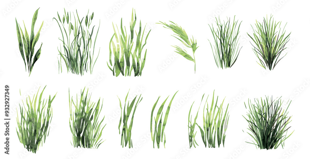 Watercolor green grass png. Vector green watercolor natural, organic ...