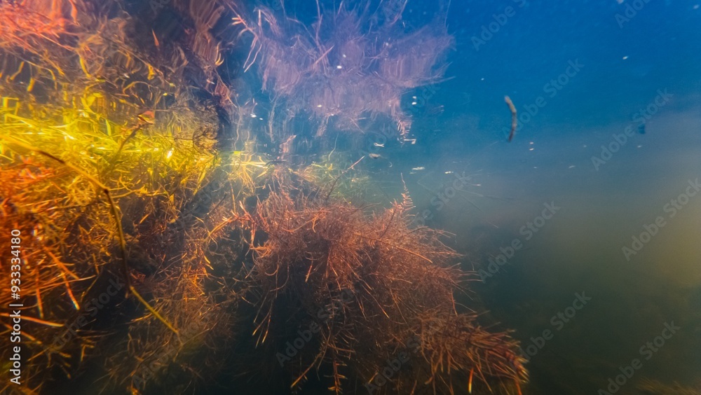 willow root grow underwater, sun ray backlight, low visibility in in ...