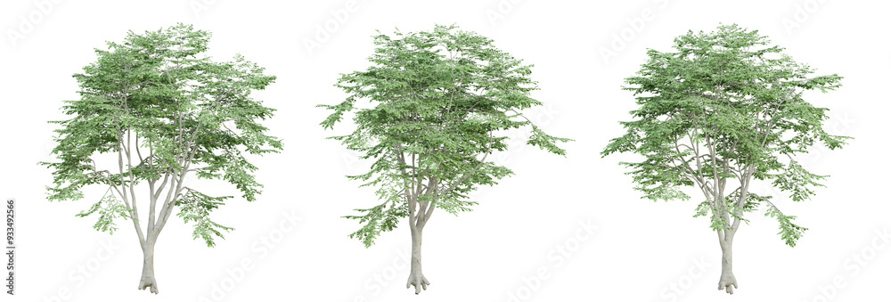 3d render of fagus sylvatica tree on transparent background, png plant ...